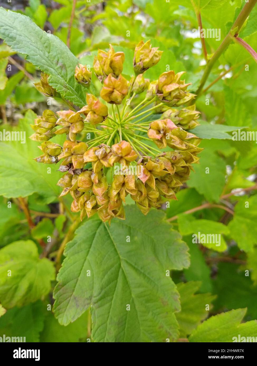 common ninebark (Physocarpus opulifolius Stock Photo - Alamy