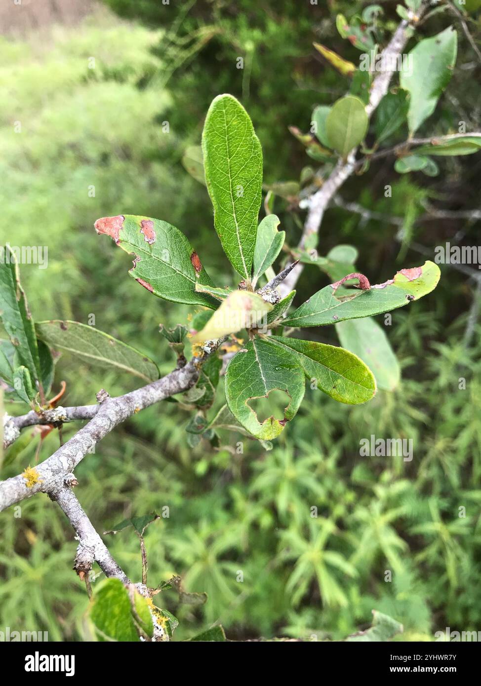 Gum bumelia (Sideroxylon lanuginosum Stock Photo - Alamy