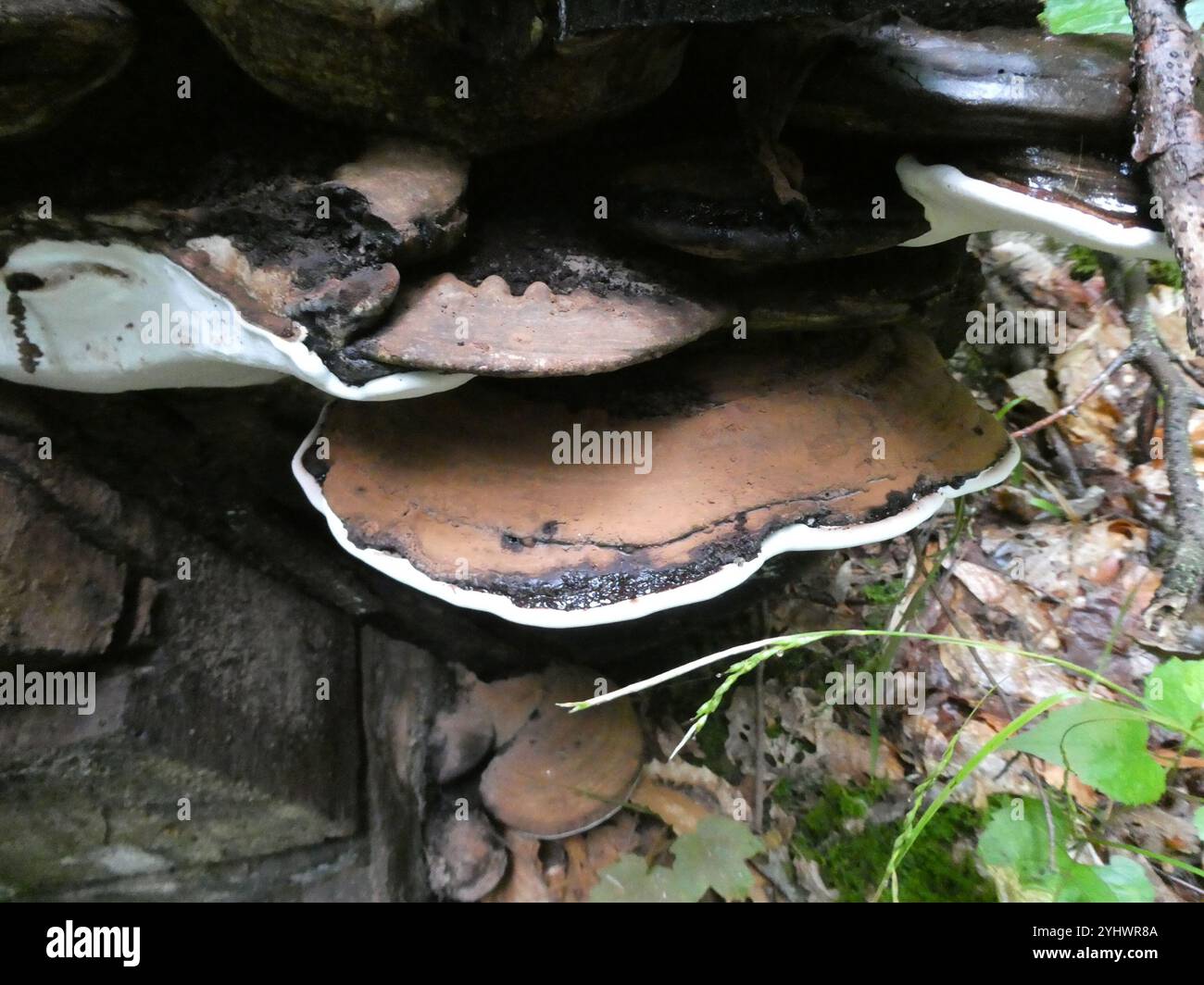 artist's bracket (Ganoderma applanatum Stock Photo - Alamy