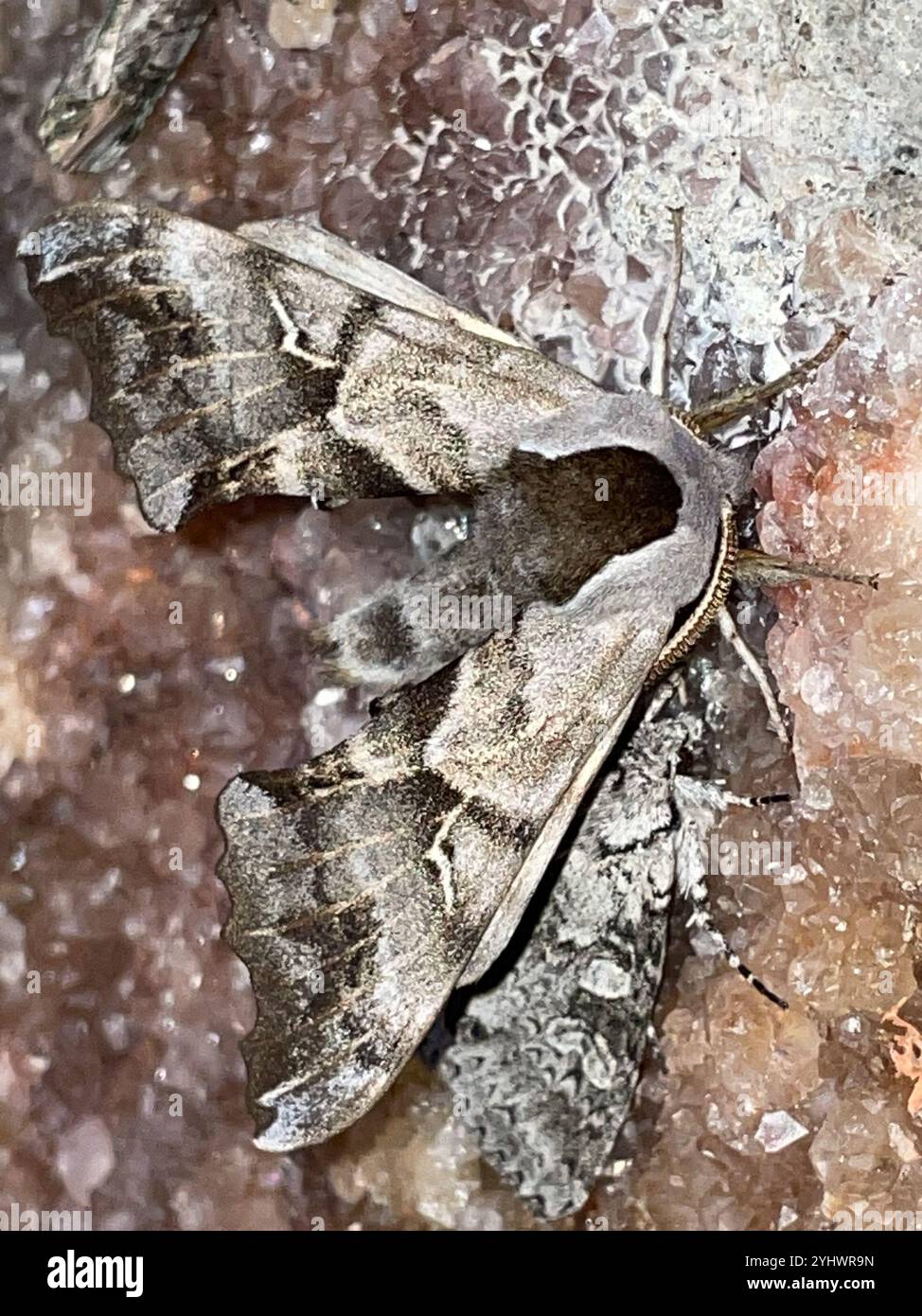 One-eyed Sphinx (Smerinthus cerisyi Stock Photo - Alamy