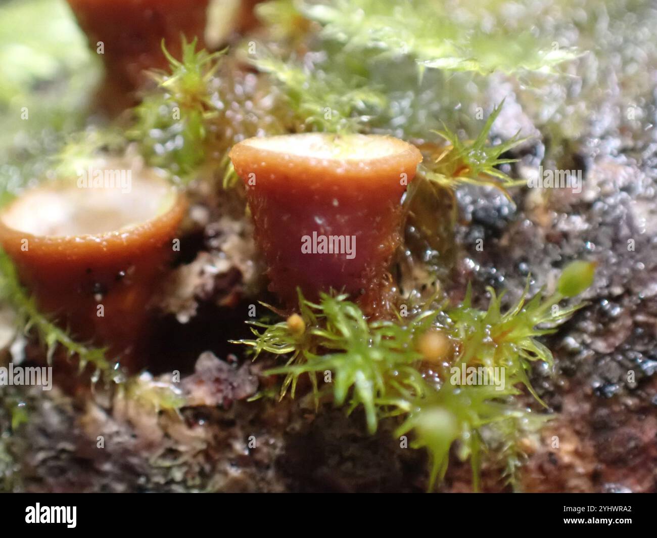 bird's nest fungi (Nidulariaceae Stock Photo - Alamy