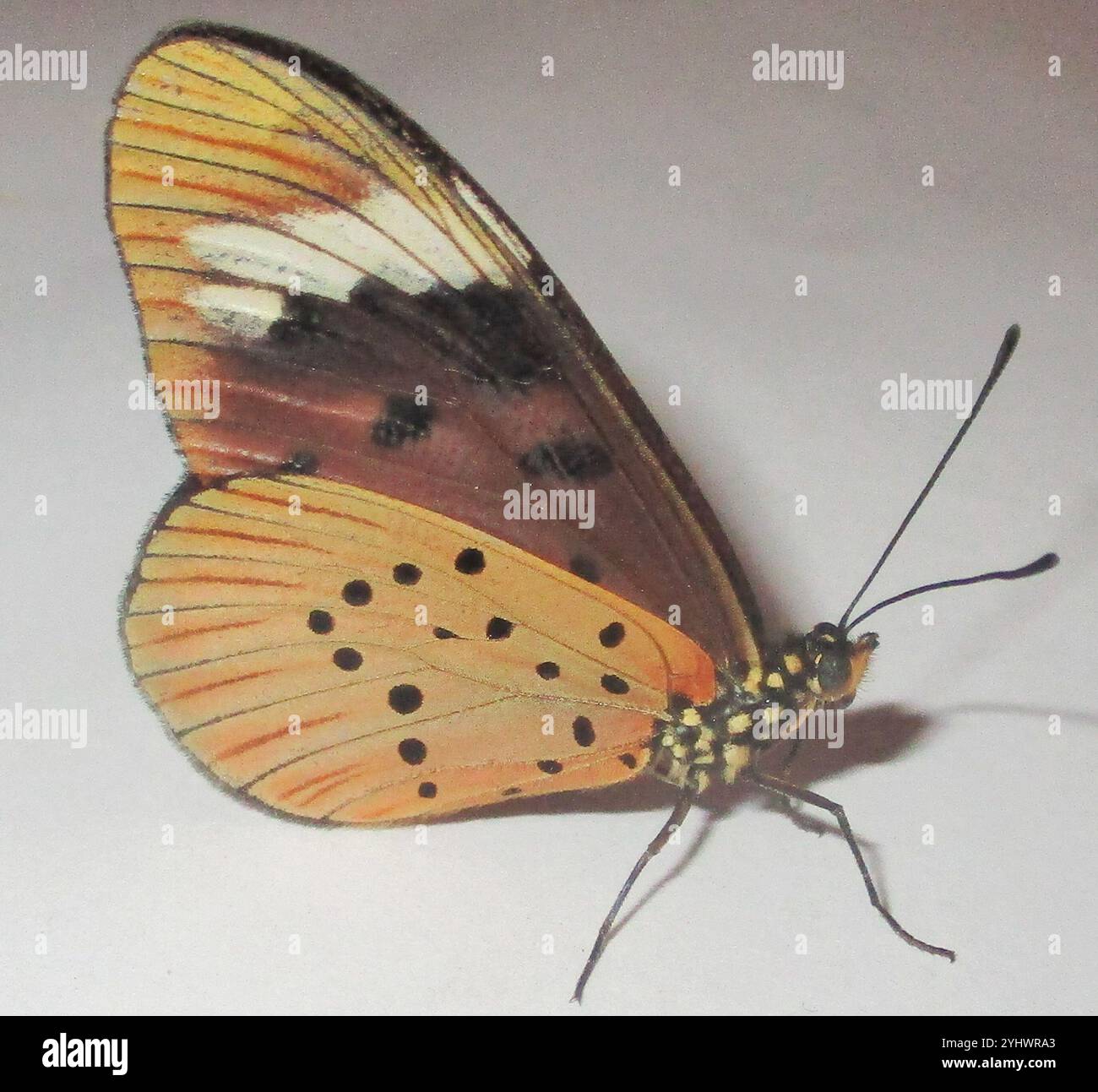 Common Mimic Acraea (Telchinia encedon encedon Stock Photo - Alamy