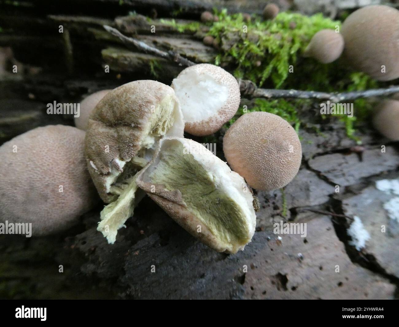 Pear-shaped Puffball (Apioperdon pyriforme Stock Photo - Alamy