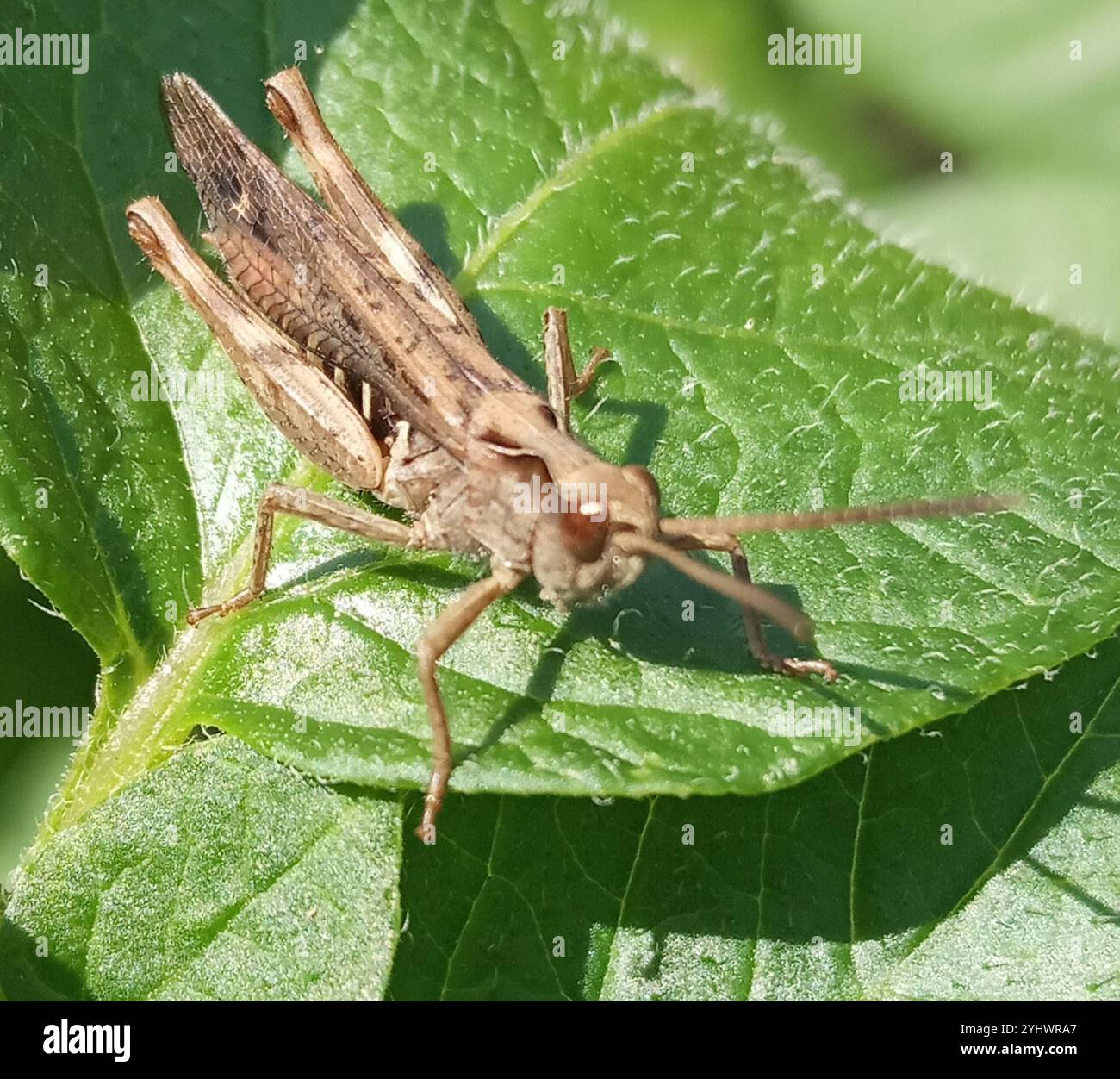 Bow-winged Grasshopper (Chorthippus biguttulus Stock Photo - Alamy