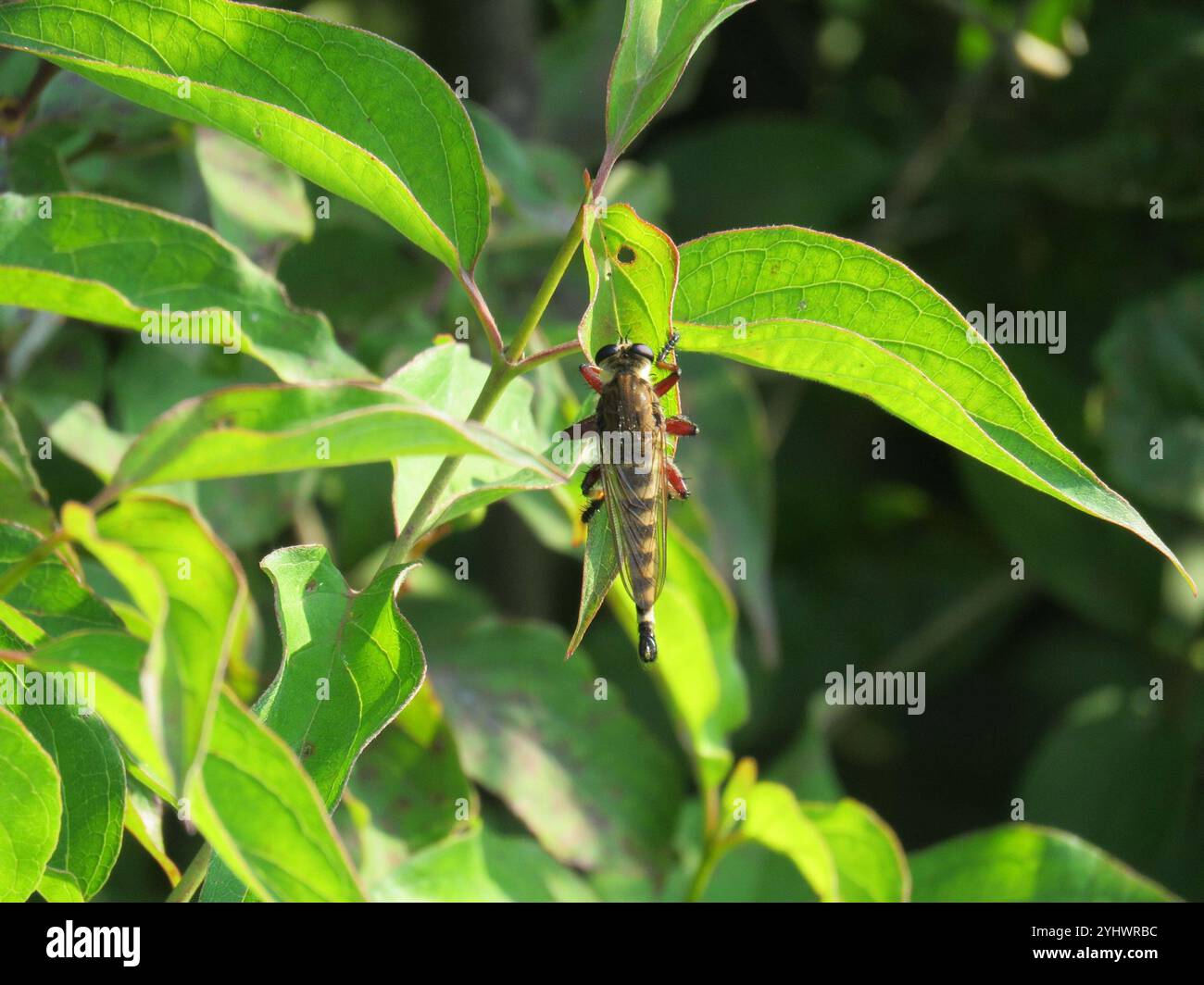 Maroon-legged Lion Fly (Promachus hinei Stock Photo - Alamy