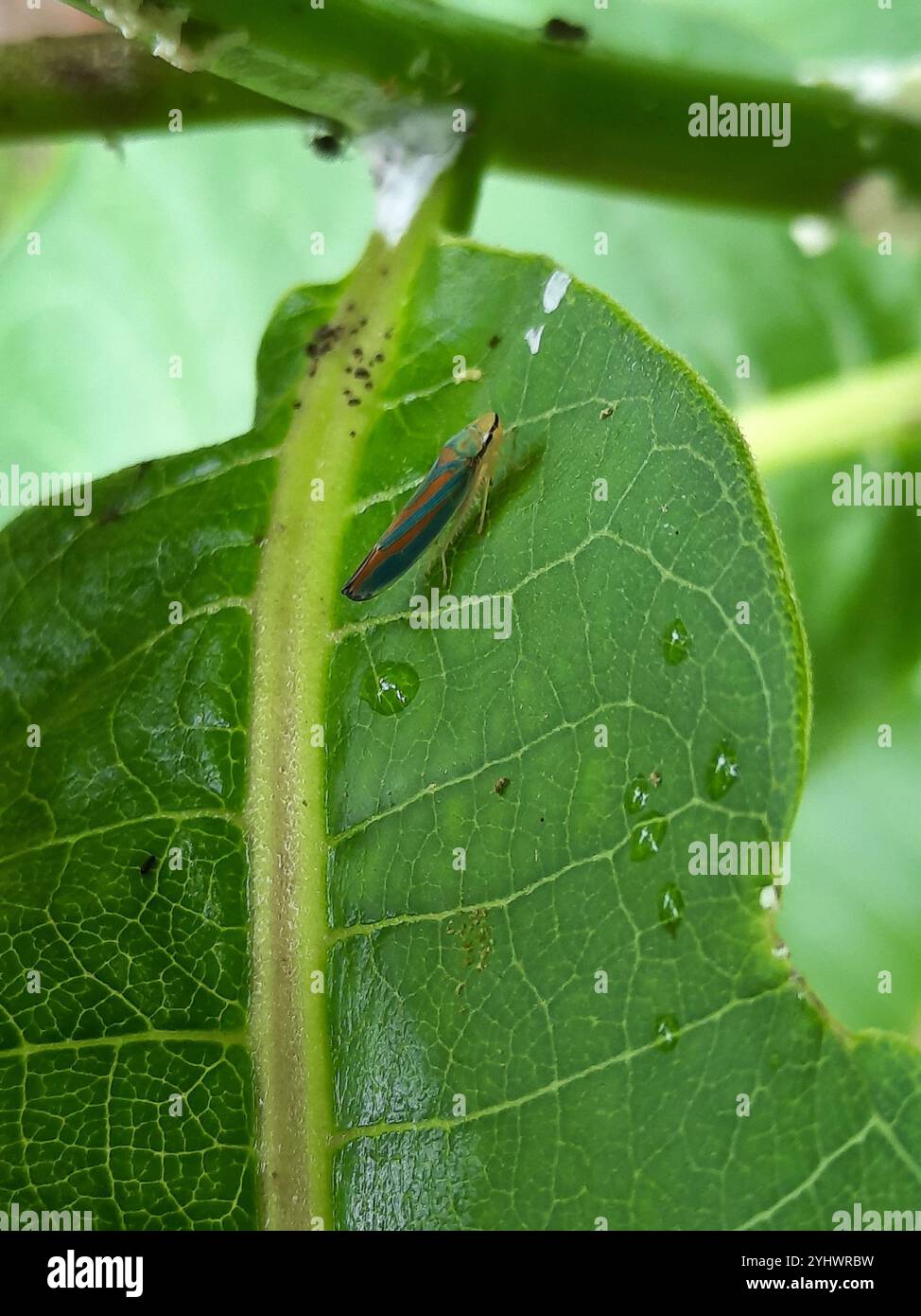 Red-banded Leafhopper (Graphocephala coccinea Stock Photo - Alamy