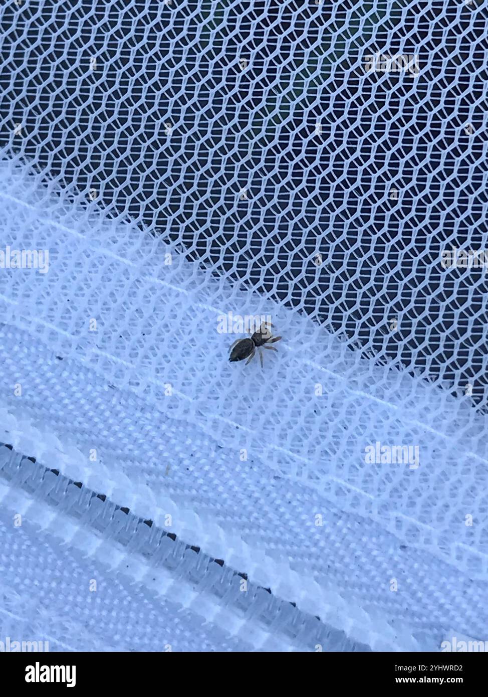 Buttonhook Leafbeetle Jumping Spider (Sassacus vitis Stock Photo - Alamy