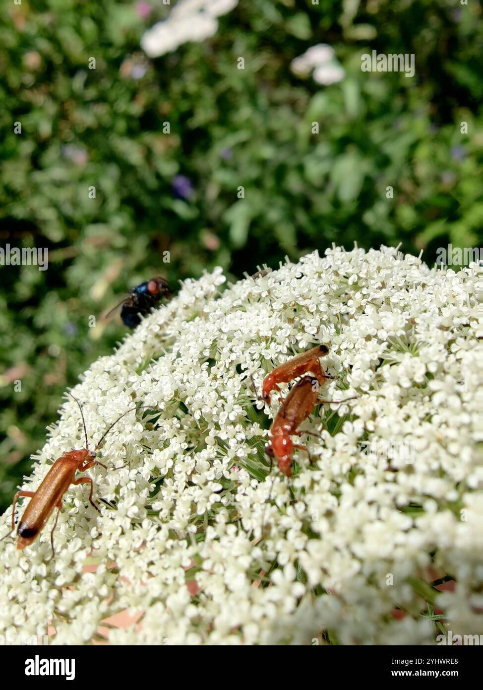 Common Red Soldier Beetle (Rhagonycha fulva Stock Photo - Alamy