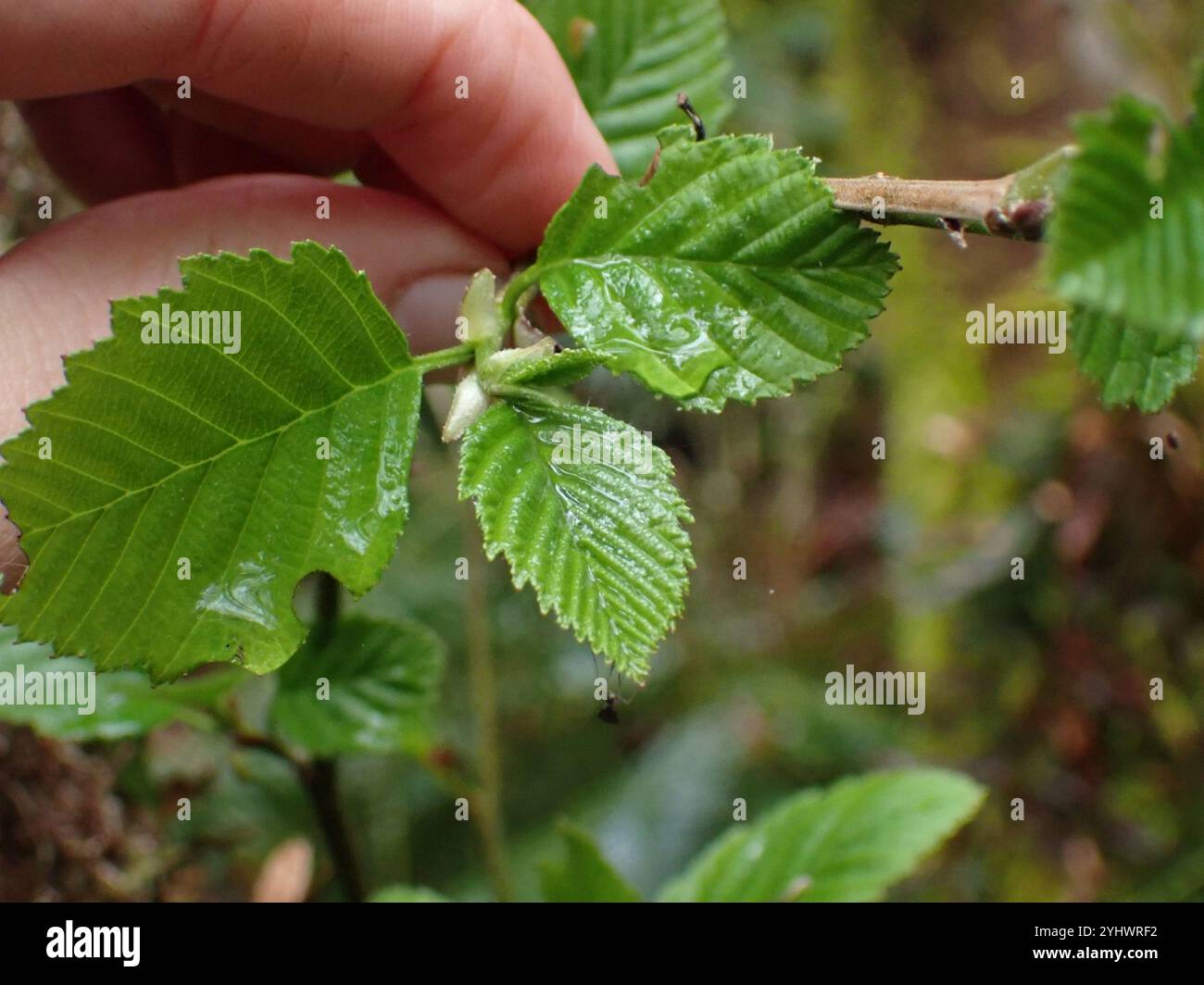 Red Alder (Alnus rubra Stock Photo - Alamy