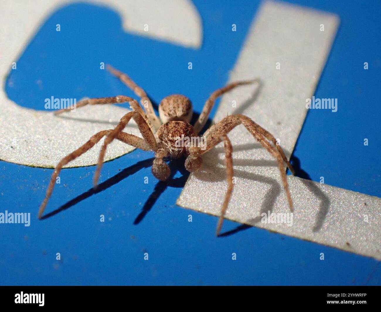 Running Crab Spiders (Philodromus Stock Photo - Alamy