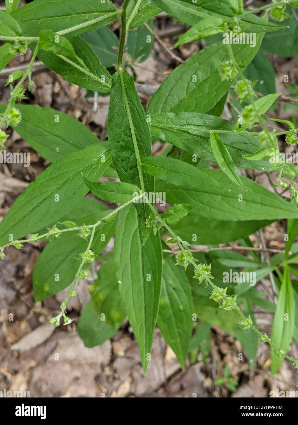virginia stickseed (Hackelia virginiana Stock Photo - Alamy