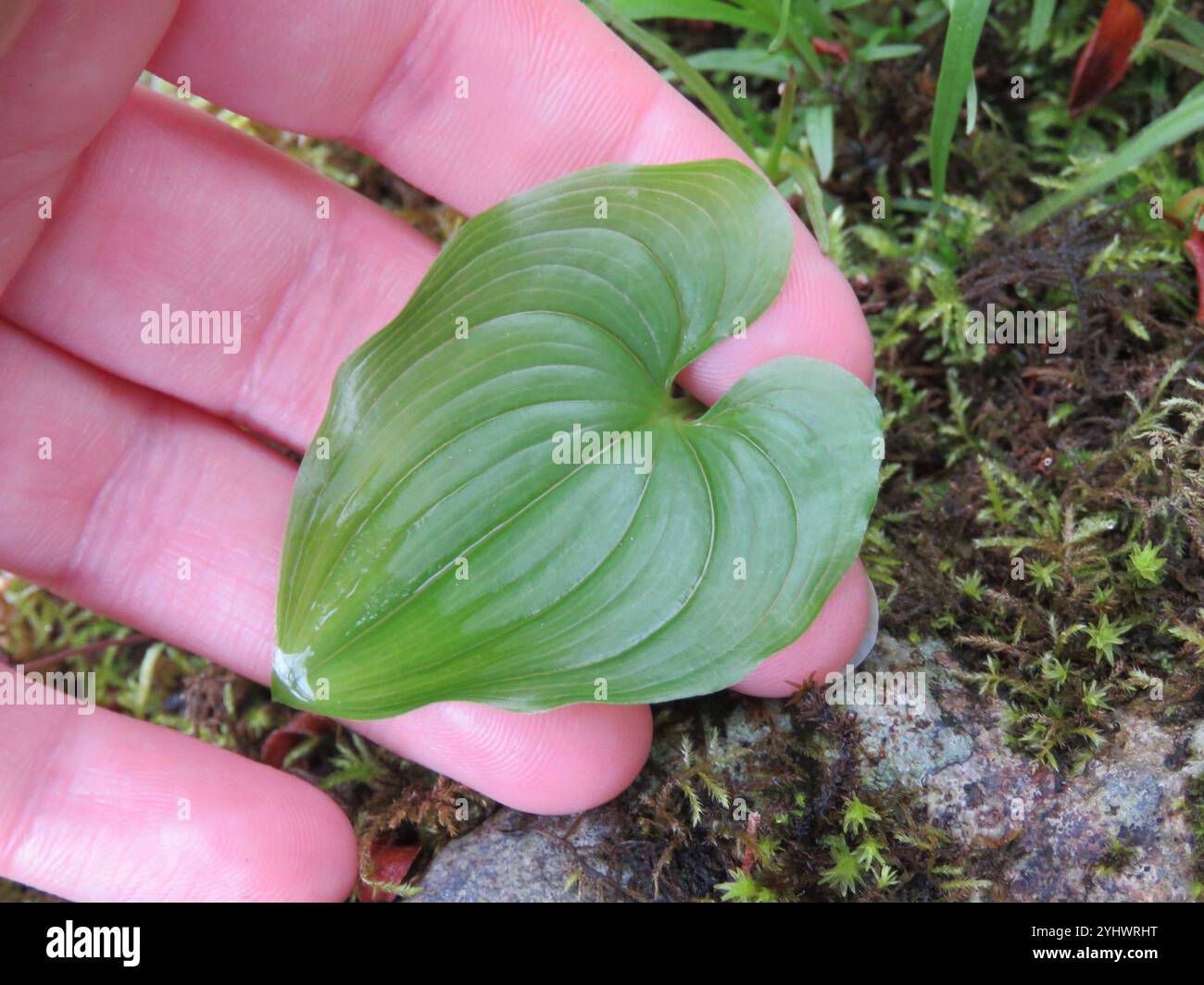 Western Lily of the Valley (Maianthemum dilatatum Stock Photo - Alamy