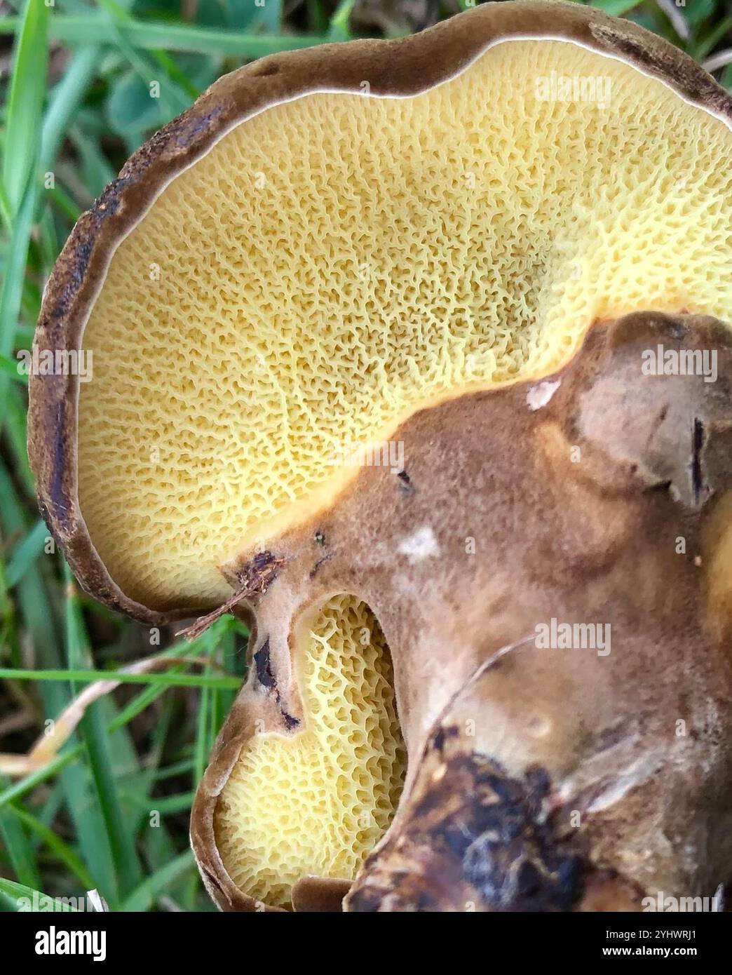ash-tree bolete (Boletinellus merulioides Stock Photo - Alamy