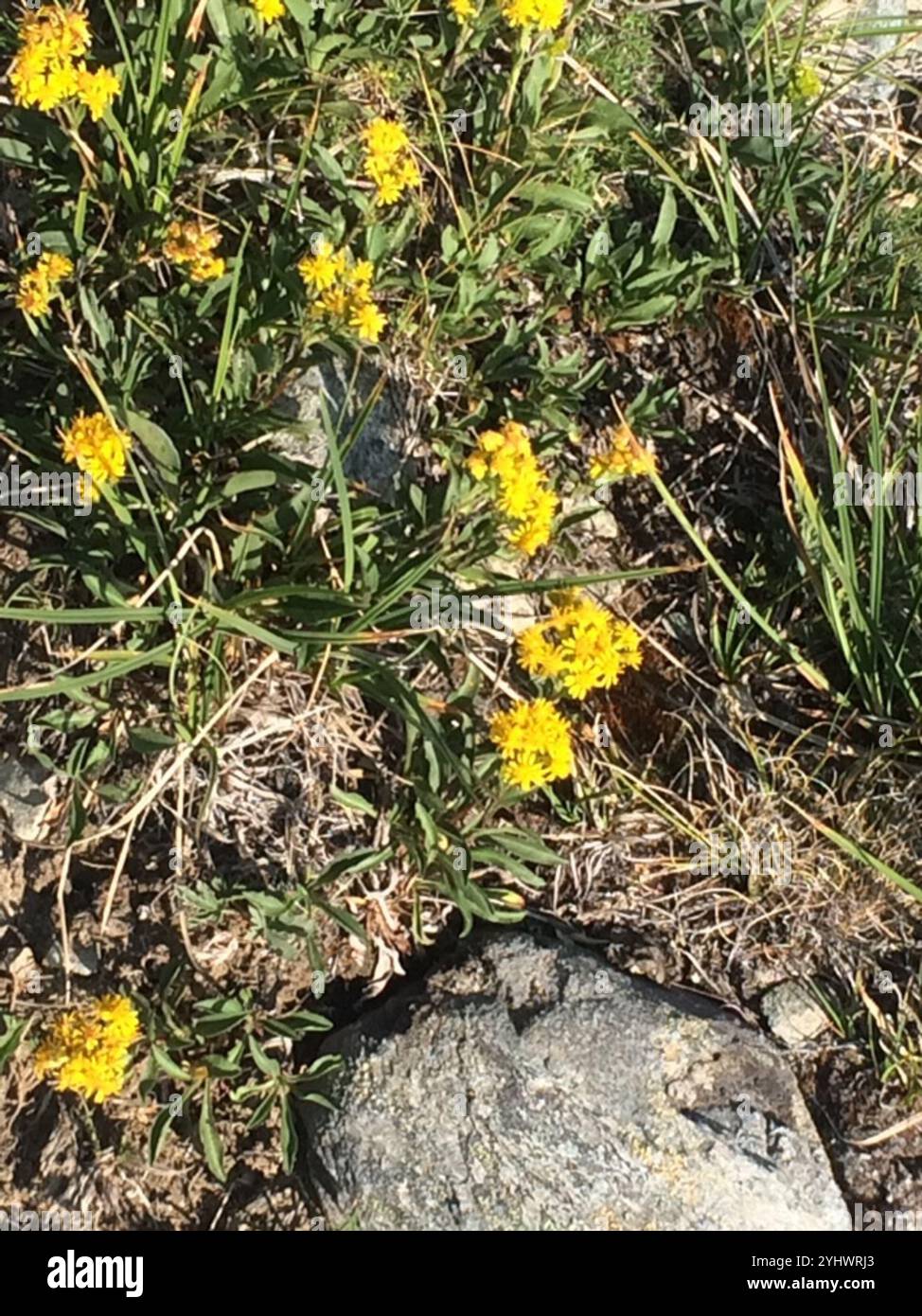 northern goldenrod (Solidago multiradiata Stock Photo - Alamy
