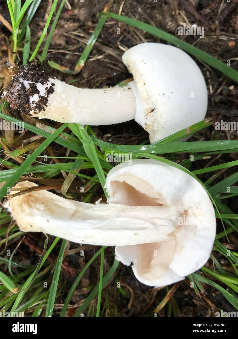 Horse Mushroom (Agaricus arvensis Stock Photo - Alamy