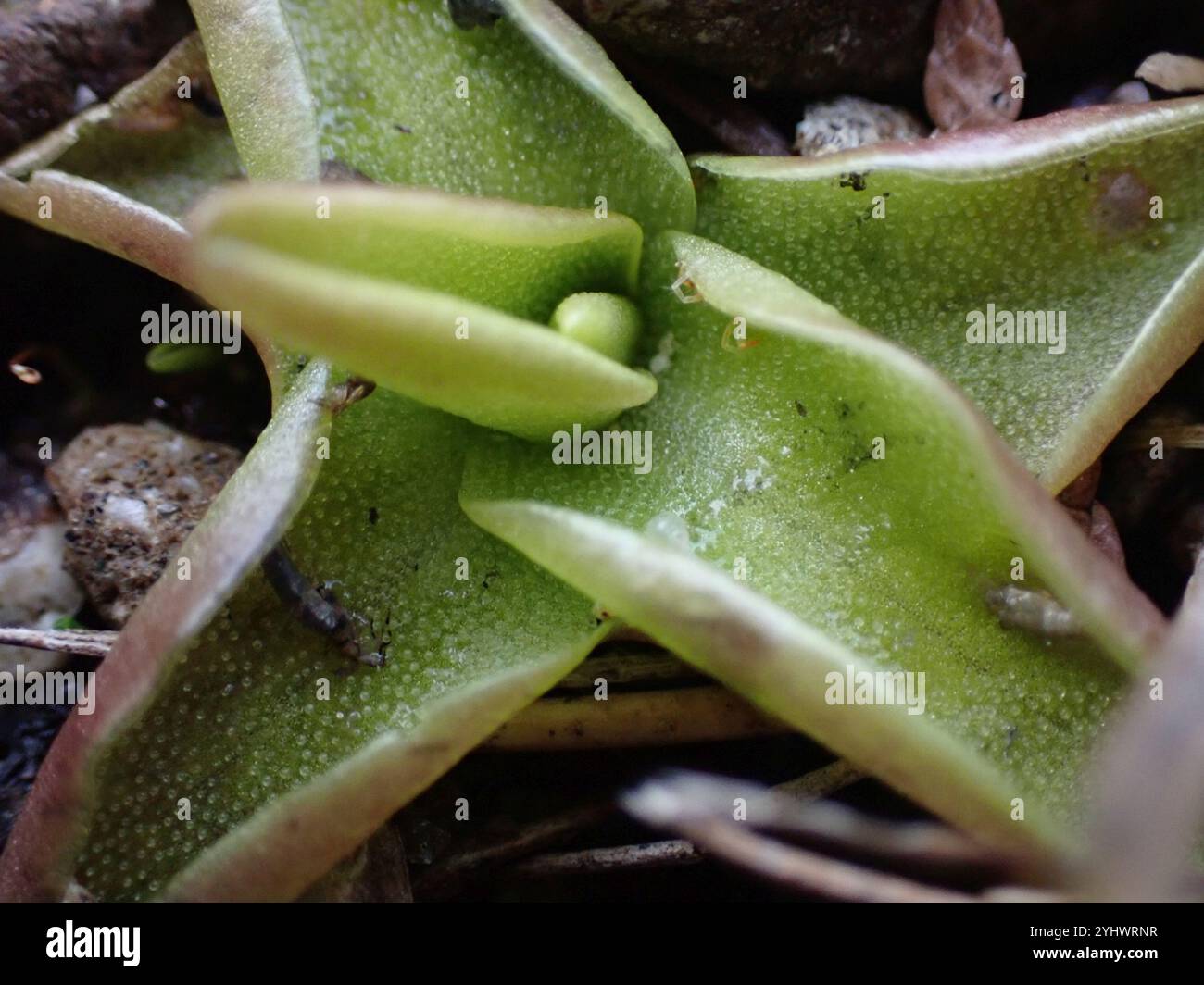 Common Butterwort (Pinguicula vulgaris Stock Photo - Alamy