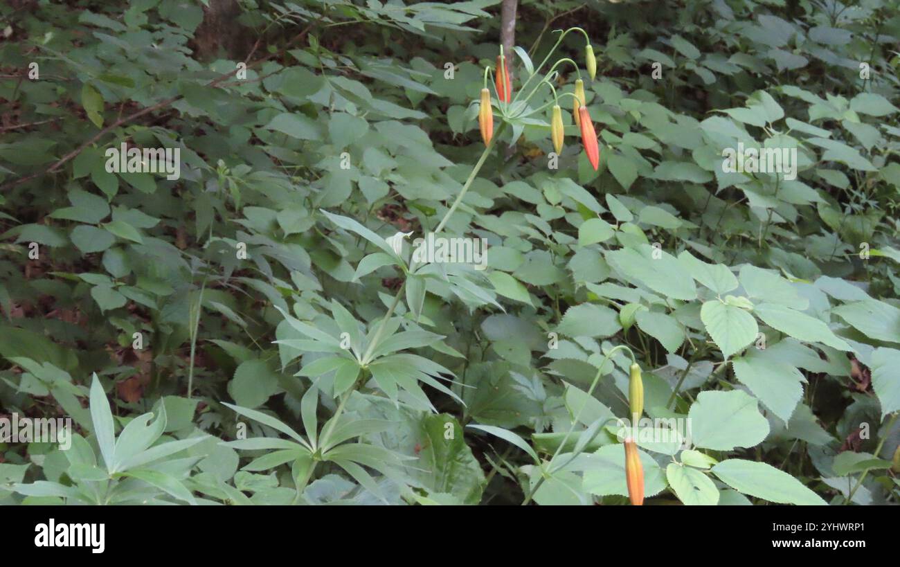 Michigan lily (Lilium michiganense Stock Photo - Alamy