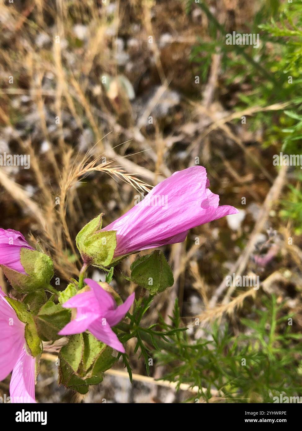 musk mallow (Malva moschata Stock Photo - Alamy