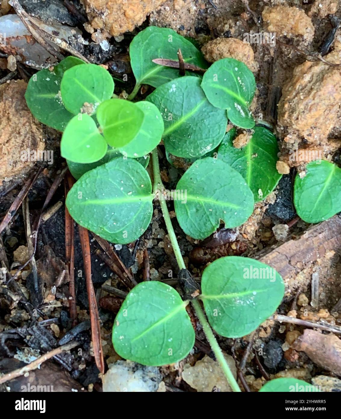 partridgeberry (Mitchella repens Stock Photo - Alamy