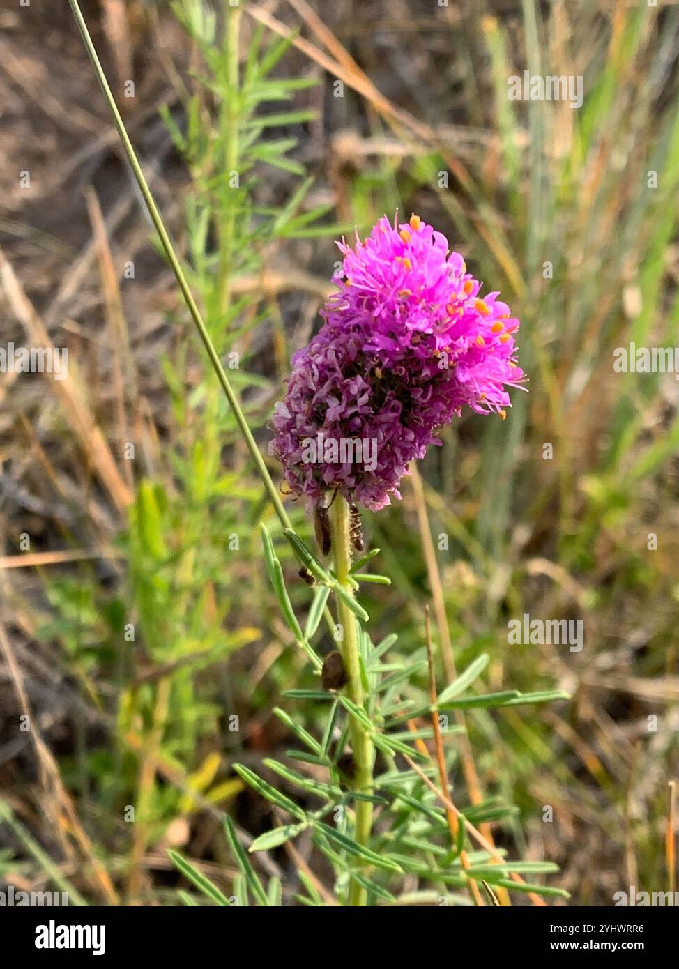 purple prairie clover (Dalea purpurea Stock Photo - Alamy