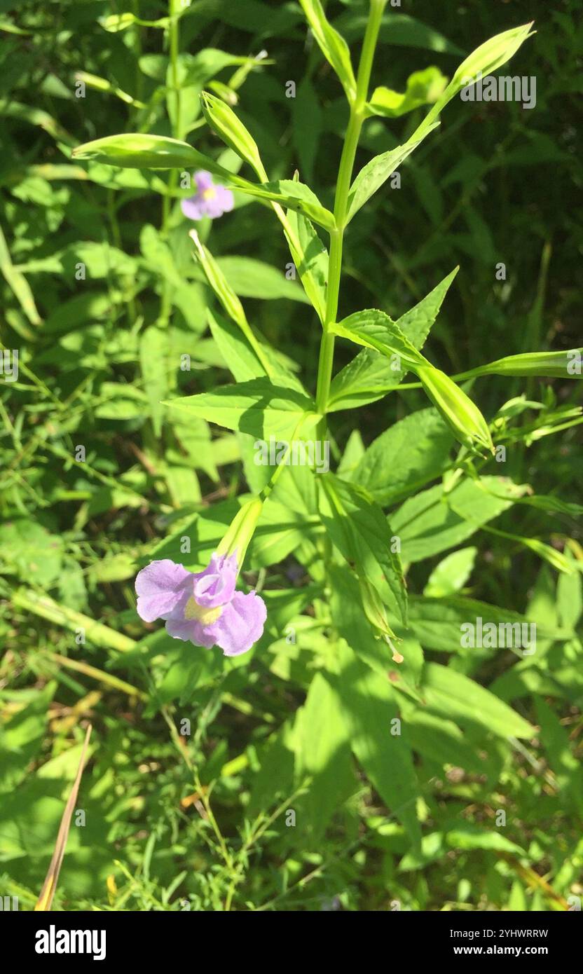 Allegheny monkeyflower (Mimulus ringens Stock Photo - Alamy