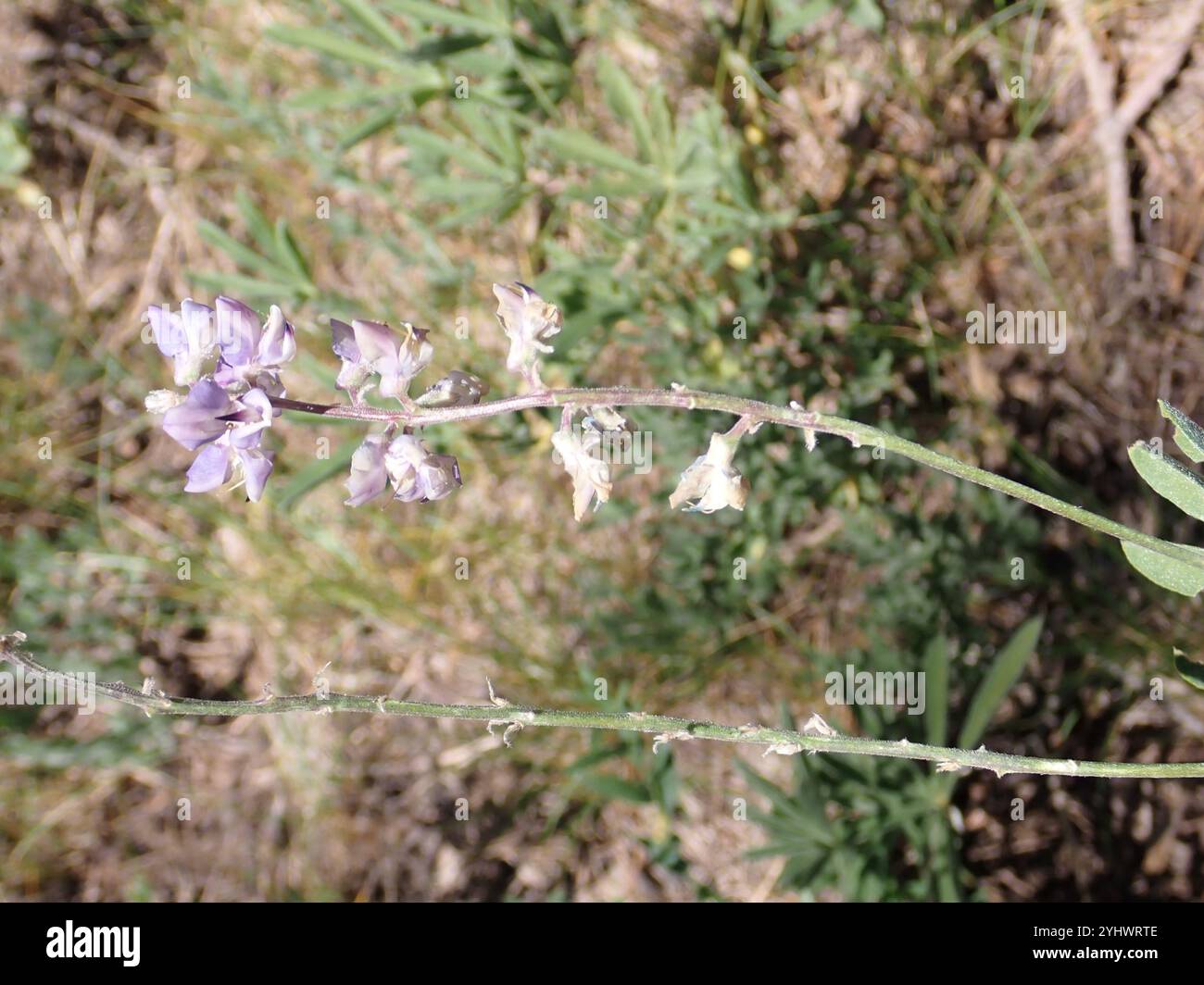tailcup lupine (Lupinus caudatus caudatus Stock Photo - Alamy