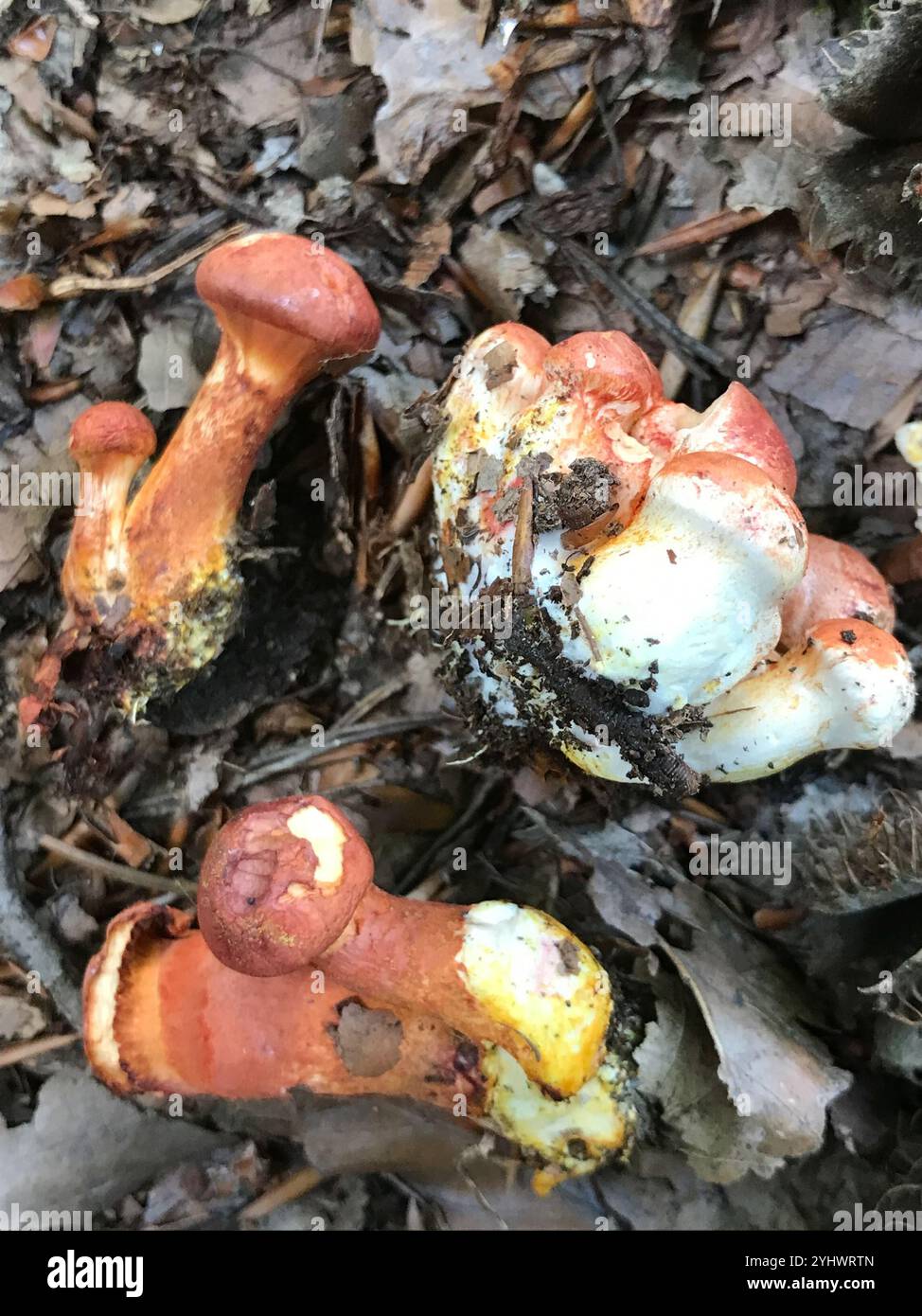Cortinarius bolaris hi-res stock photography and images - Alamy