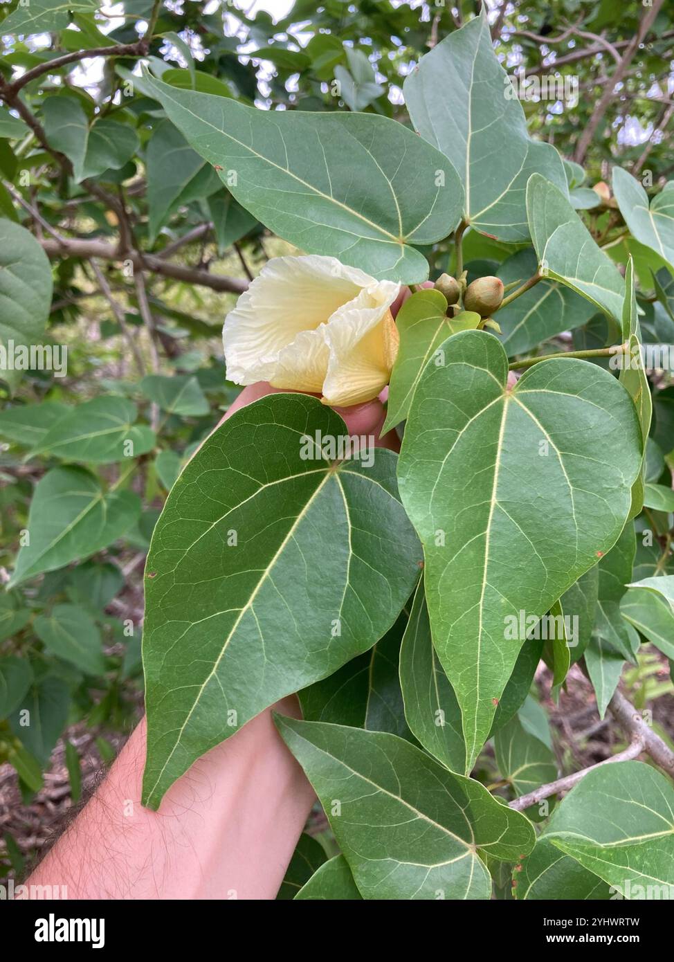 Portia tree (Thespesia populnea Stock Photo - Alamy
