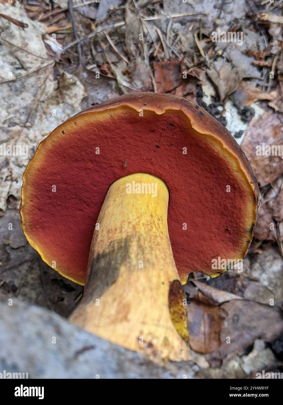 Red-mouth Bolete (Neoboletus subvelutipes Stock Photo - Alamy