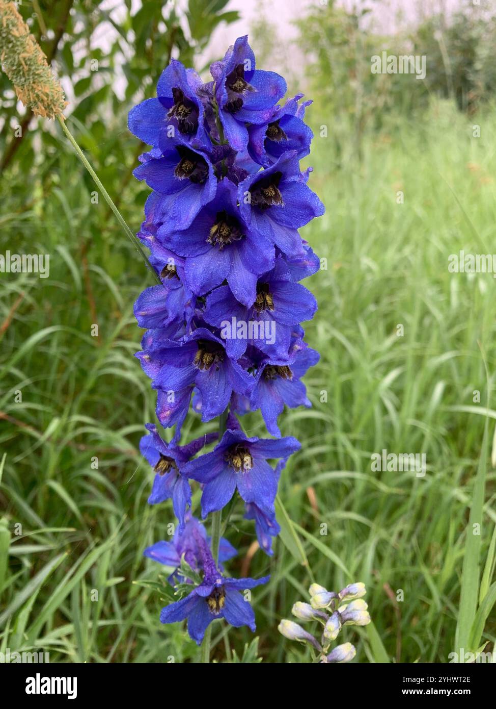 garden delphinium (Delphinium cultorum Stock Photo - Alamy