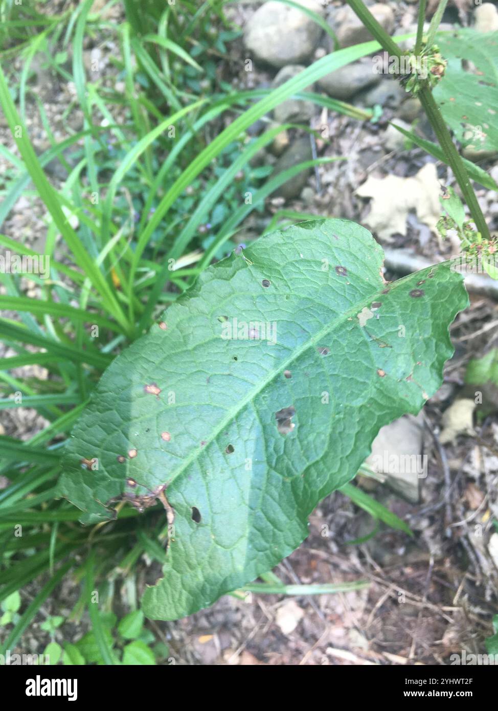 swamp dock (Rumex verticillatus Stock Photo - Alamy