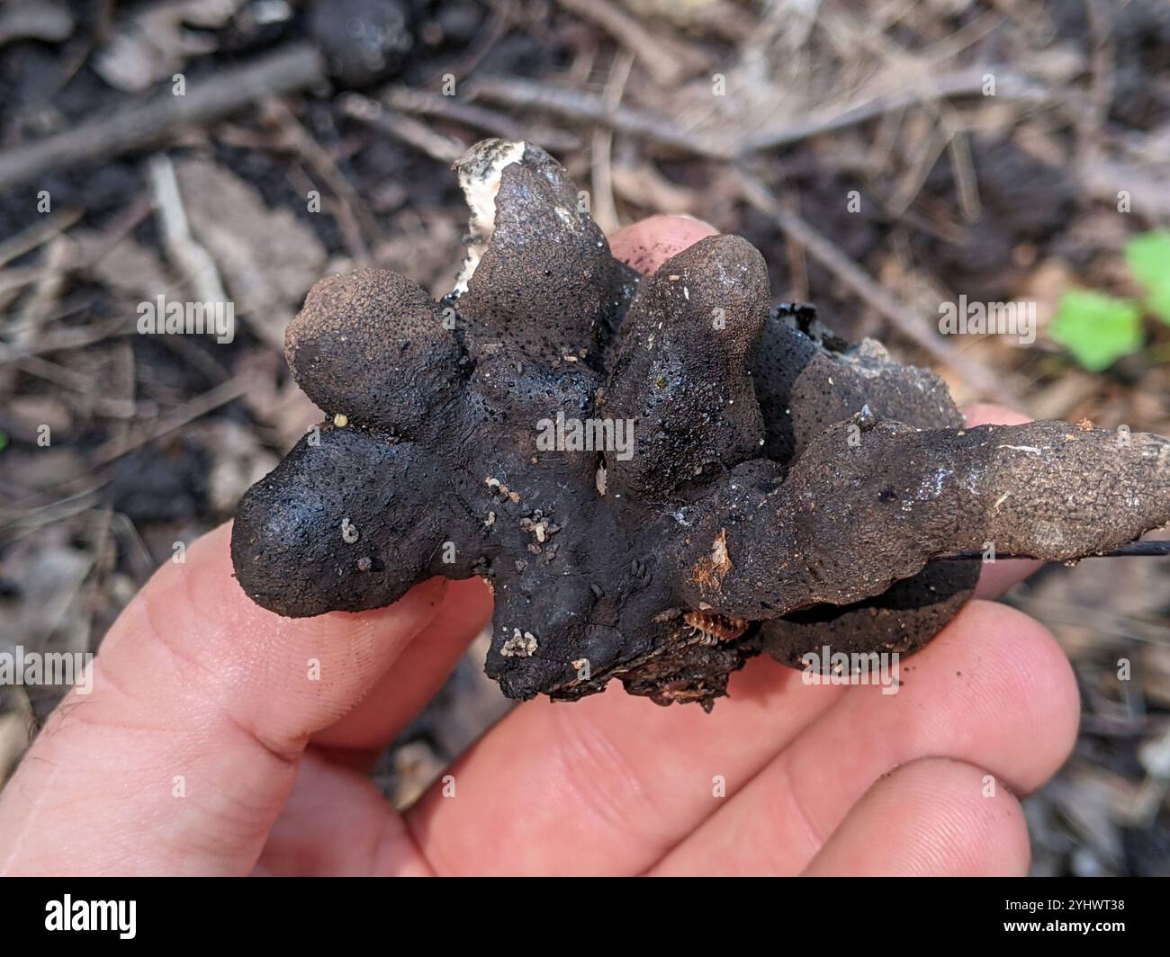dead man's fingers (Xylaria polymorpha Stock Photo - Alamy