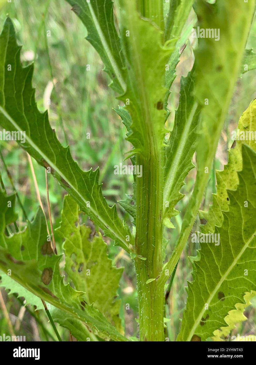 American burnweed (Erechtites hieraciifolius Stock Photo - Alamy