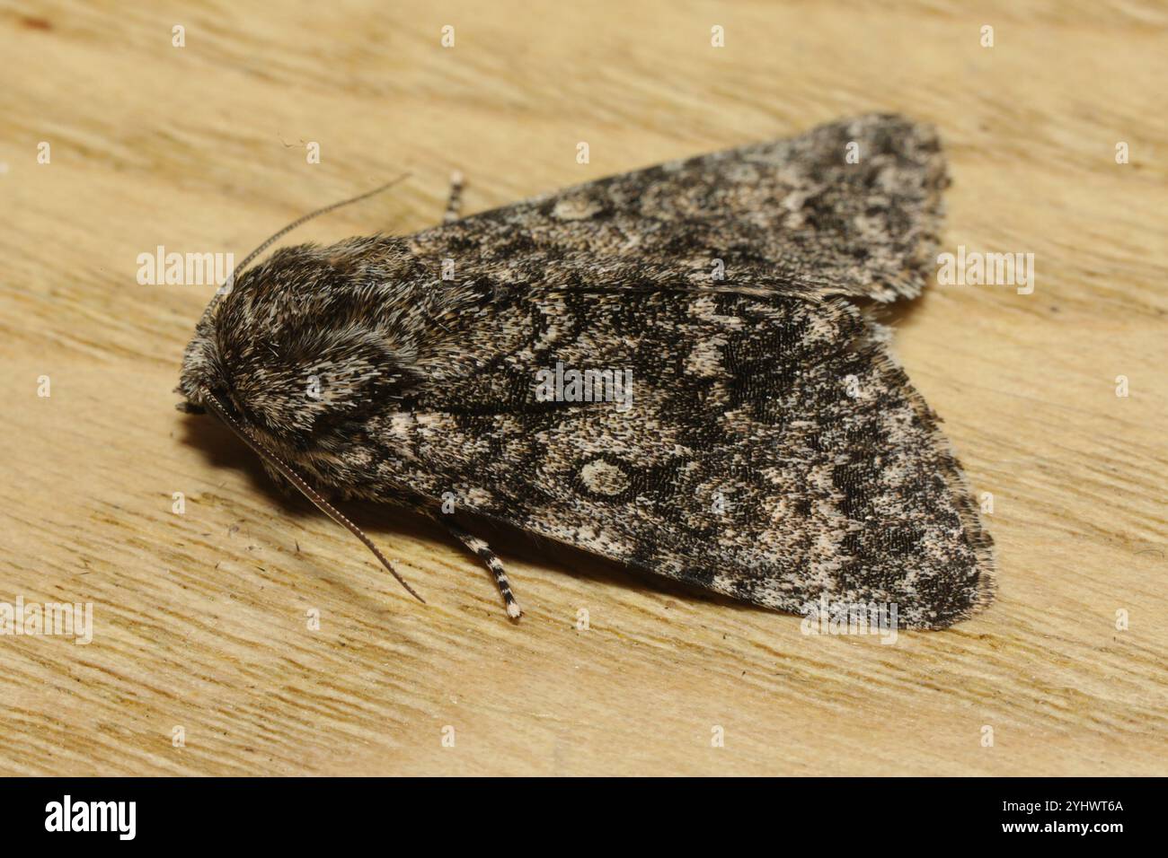 Poplar Grey (Acronicta megacephala Stock Photo - Alamy