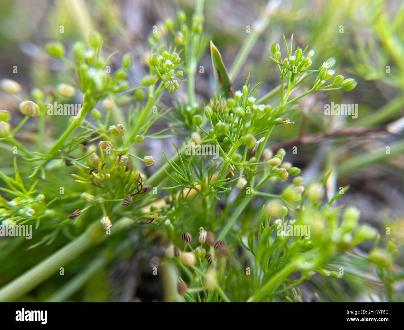 Marsh parsley (Cyclospermum leptophyllum Stock Photo - Alamy