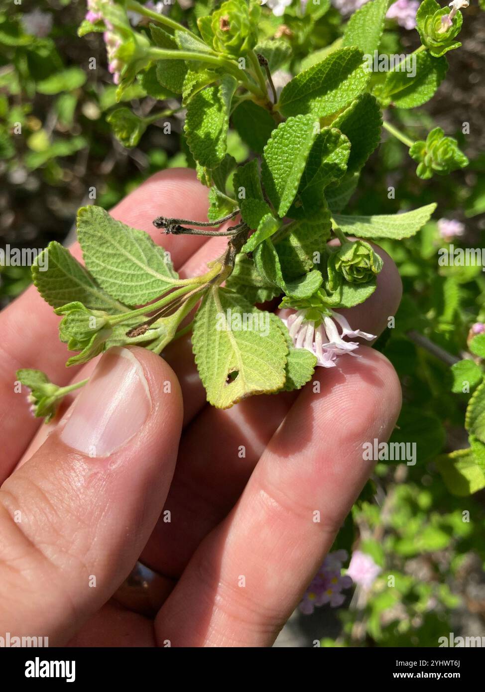 Button Sage (Lantana involucrata Stock Photo - Alamy