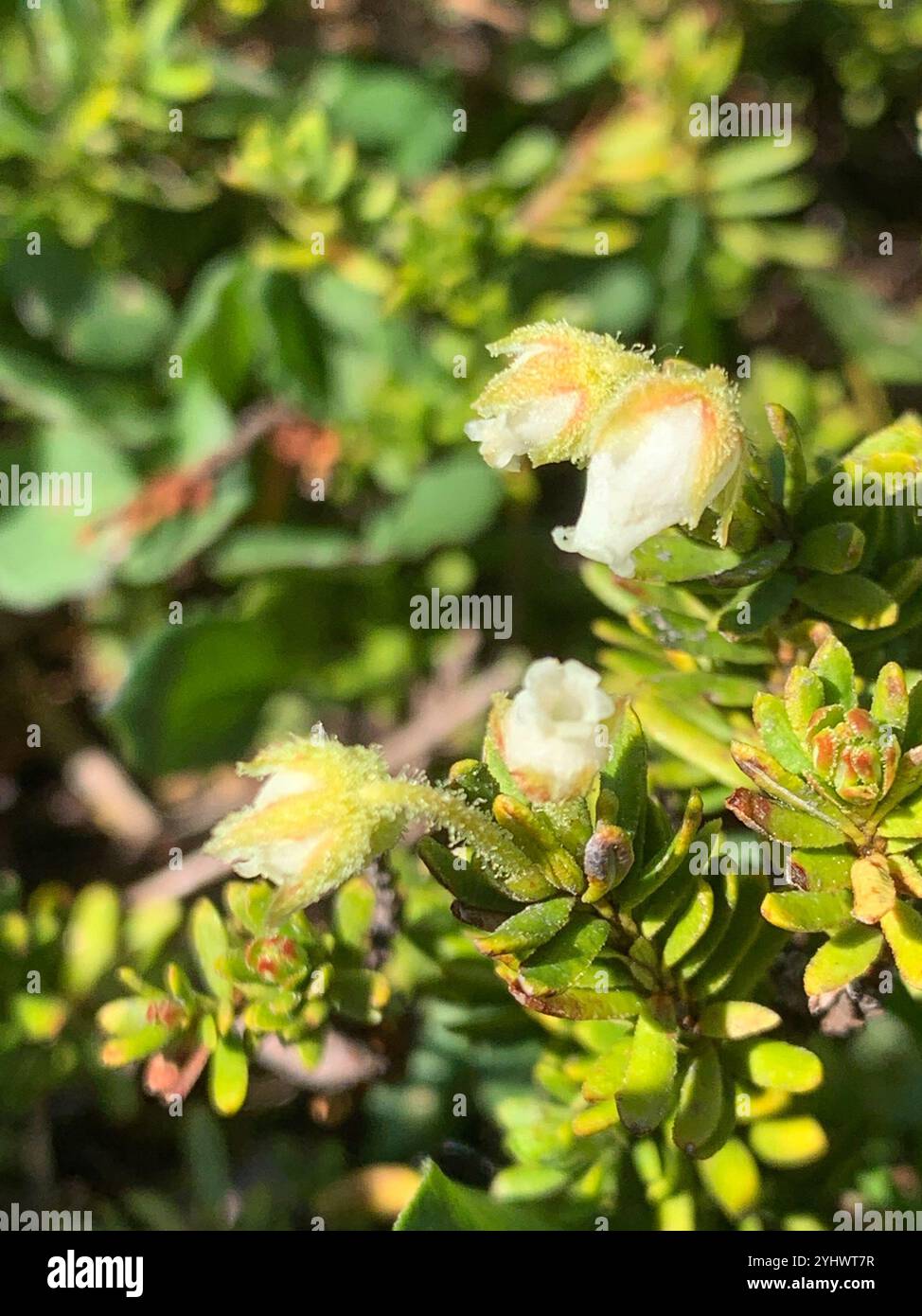 Yellow Mountain-heath (Phyllodoce glanduliflora Stock Photo - Alamy