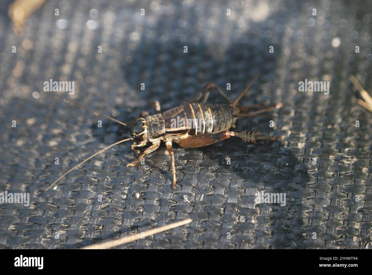 Eastern Striped Cricket (Miogryllus verticalis Stock Photo - Alamy