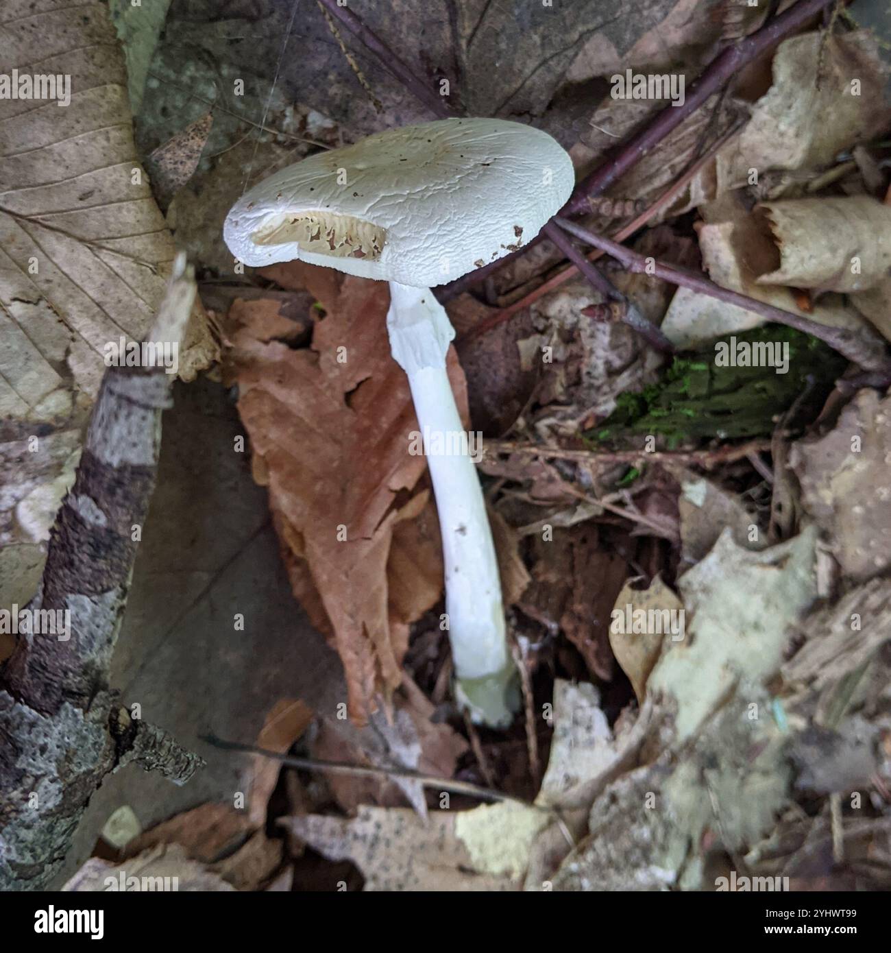 Eastern North American Destroying Angel (Amanita bisporigera Stock ...