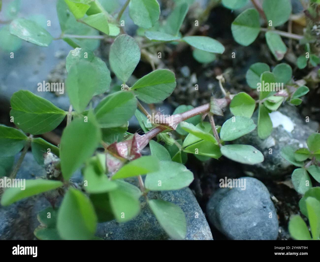 Lesser hop trefoil hi-res stock photography and images - Alamy