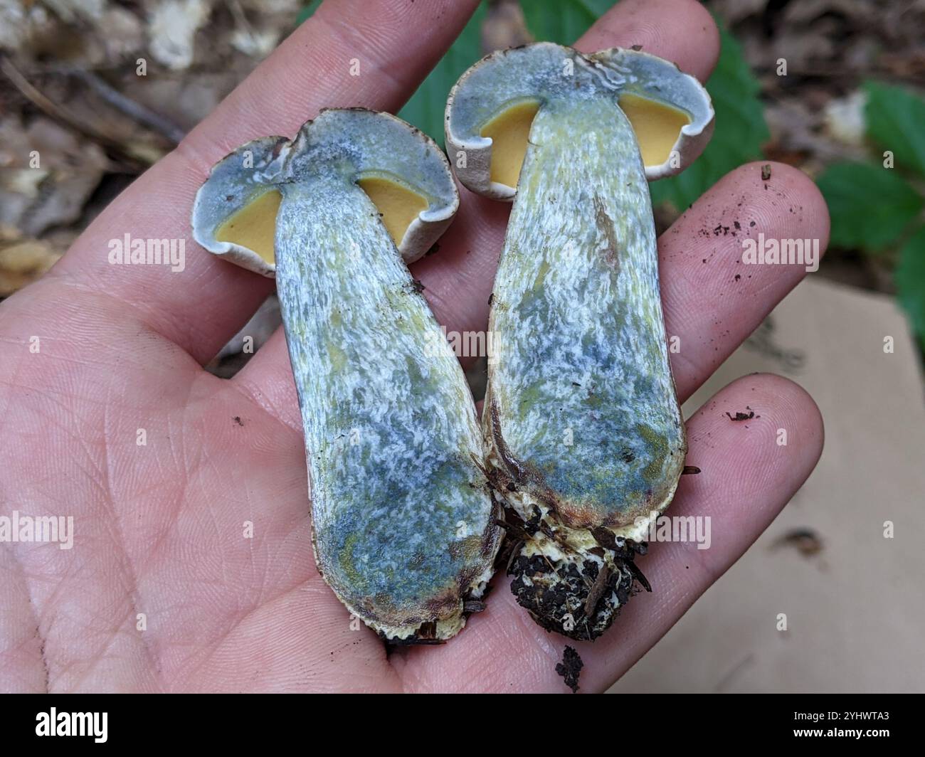 Curry Bolete (Boletus sensibilis Stock Photo - Alamy