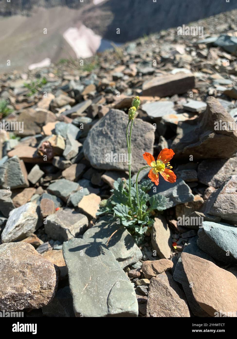 Pygmaeum hi-res stock photography and images - Alamy
