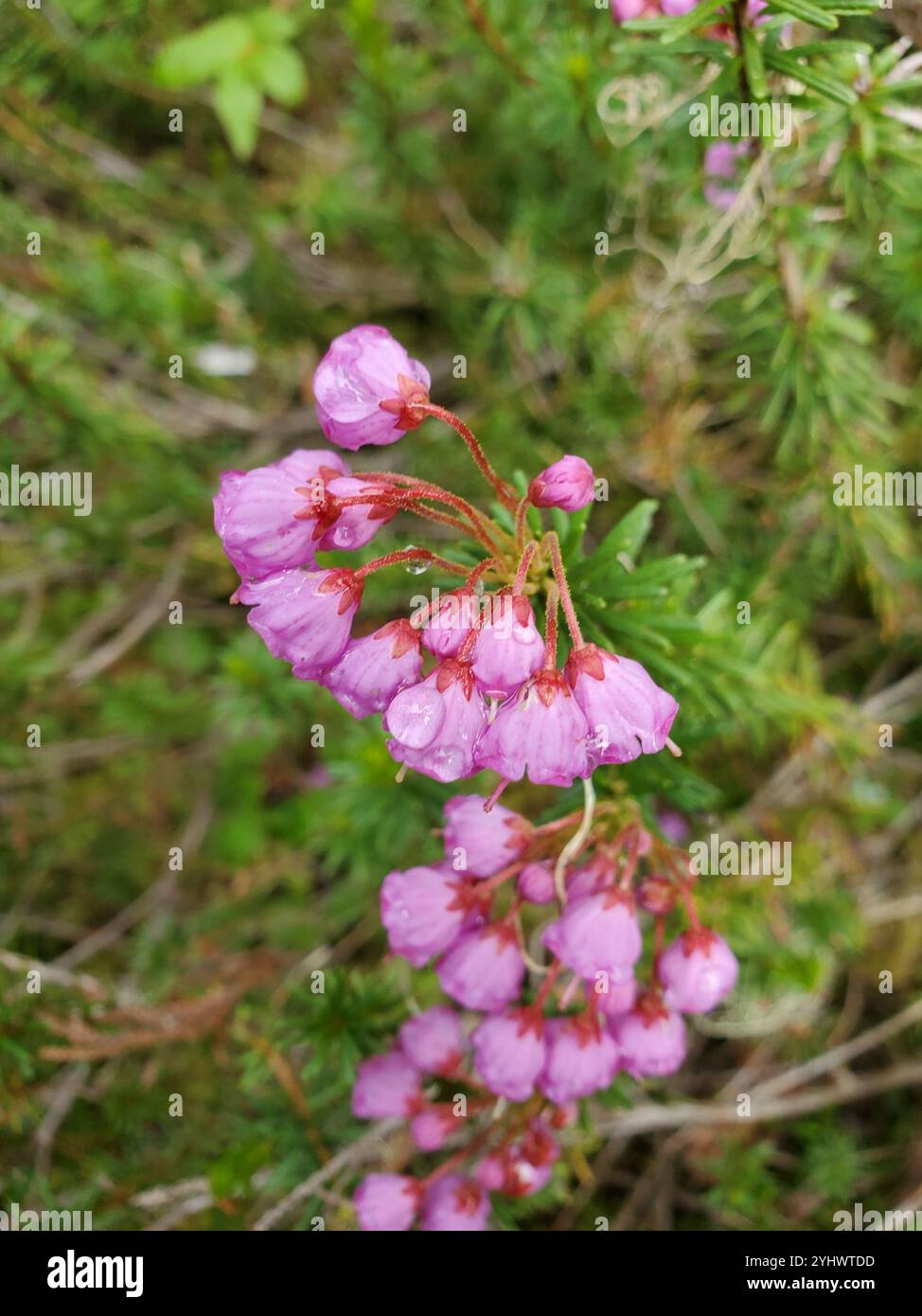 pink mountainheath (Phyllodoce empetriformis Stock Photo - Alamy