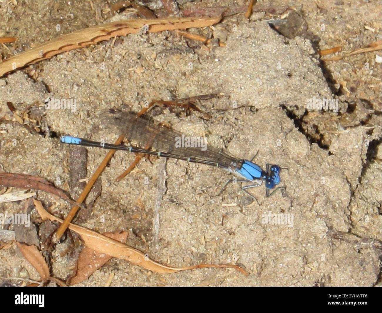 Blue-fronted Dancer (Argia apicalis Stock Photo - Alamy