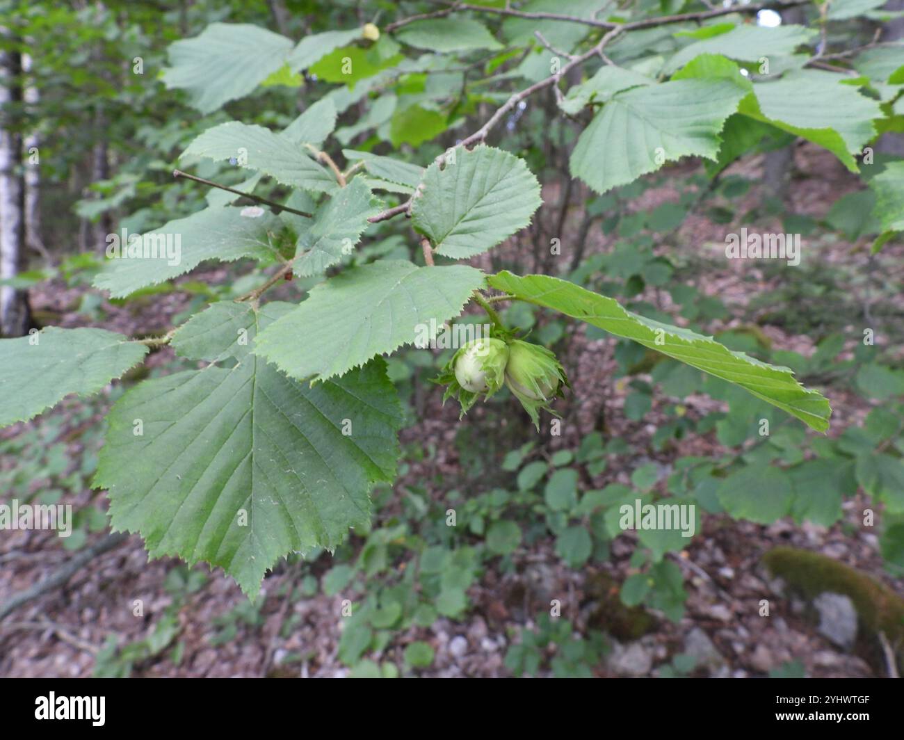 common hazel (Corylus avellana Stock Photo - Alamy