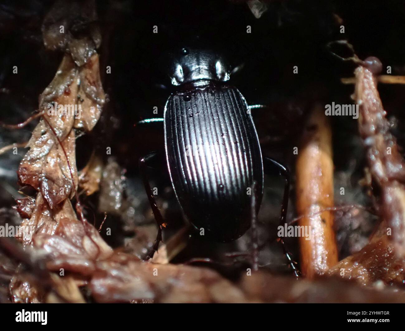 Blackclock Ground Beetles (Pterostichus Stock Photo - Alamy
