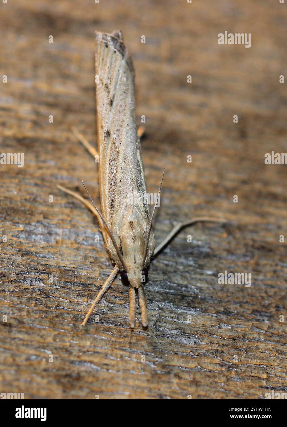 Sod Webworm Moth (Pediasia trisecta Stock Photo - Alamy