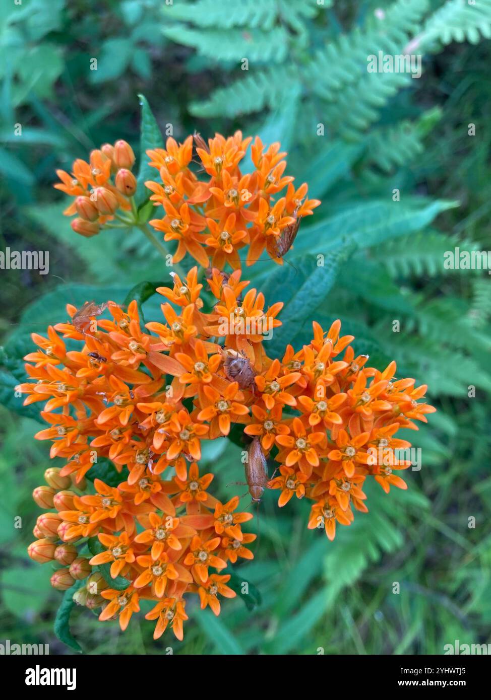Tawny Cockroach (Ectobius pallidus Stock Photo - Alamy