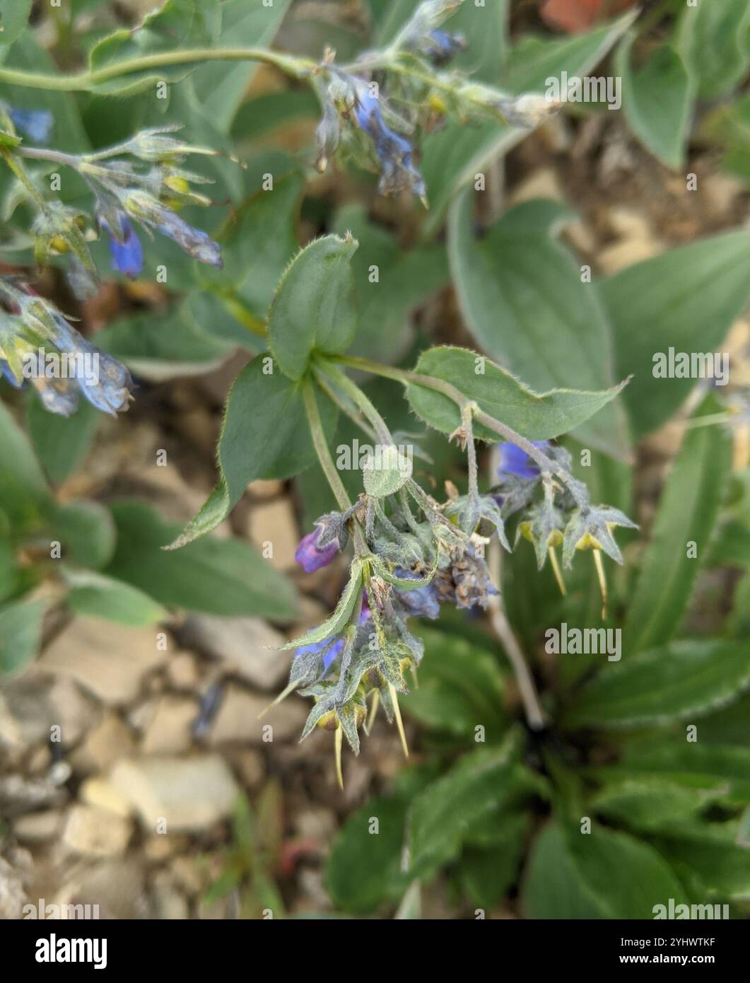 Tall Bluebell (Mertensia paniculata Stock Photo - Alamy