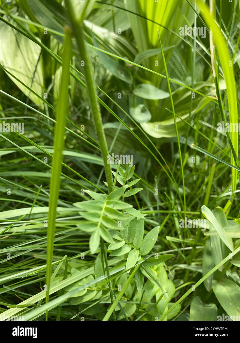 western Jacob's ladder (Polemonium occidentale Stock Photo - Alamy